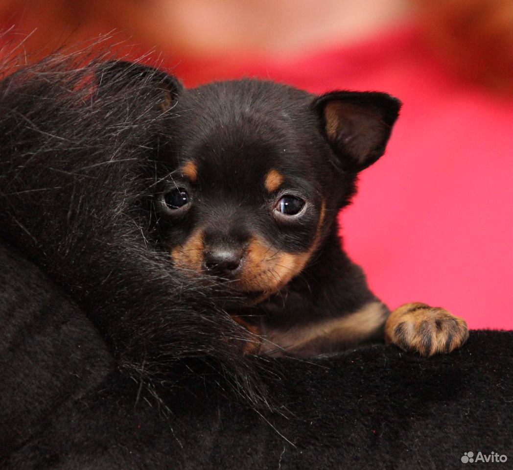 Той-терьер красивый няшка черно-подпал. Дастер