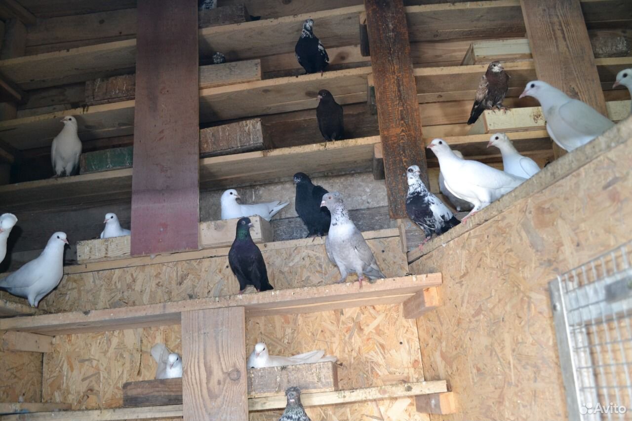 Продам голубей