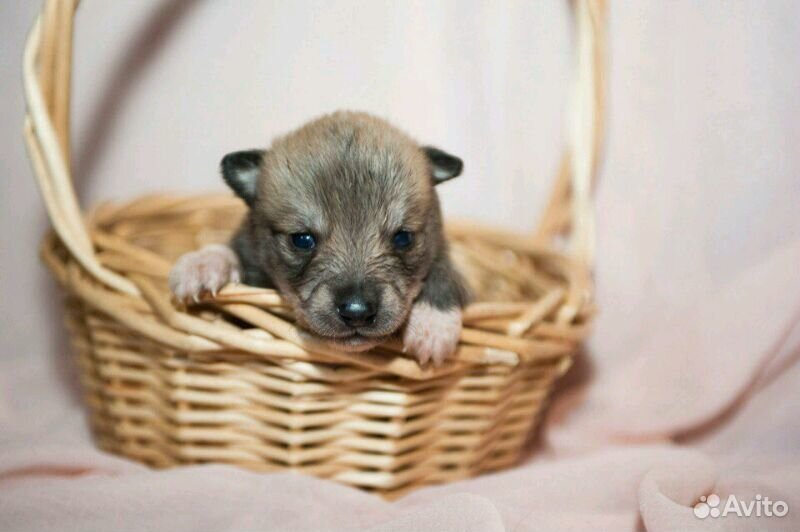 Щенки привитые из приюта в добрые руки