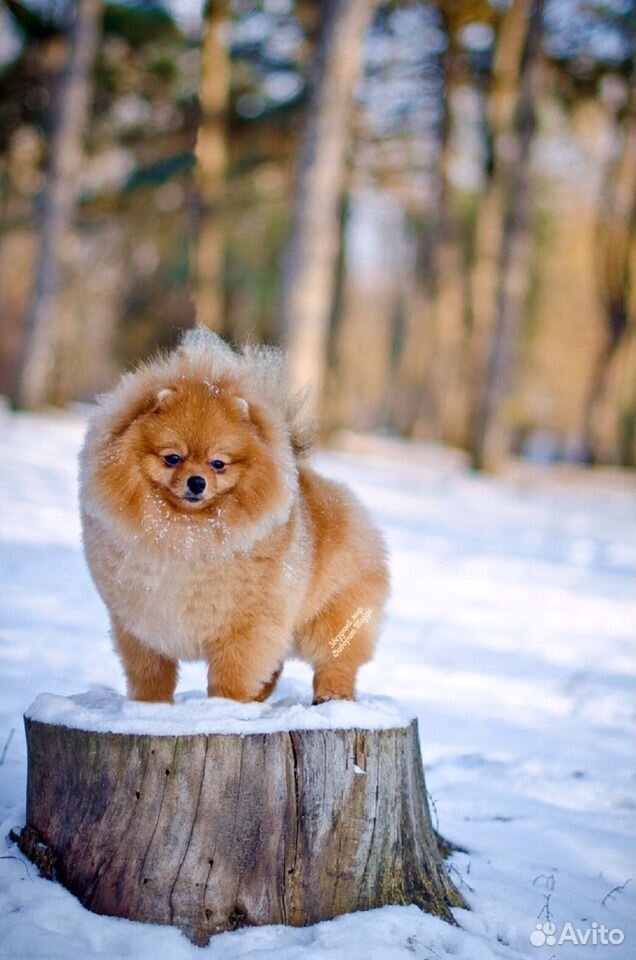 Чемпион приглашает девочек за перспективными щенка