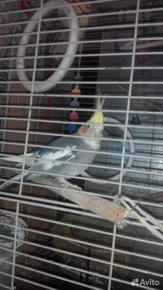 Птинцы корелл