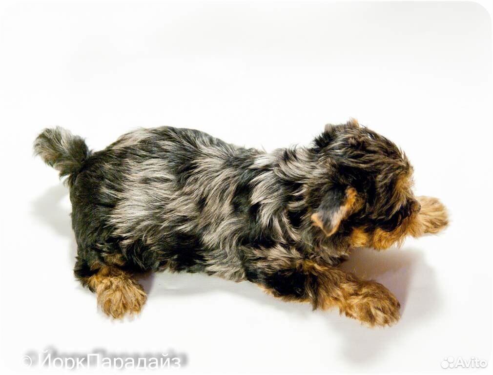 Девочки окраса блю мерле