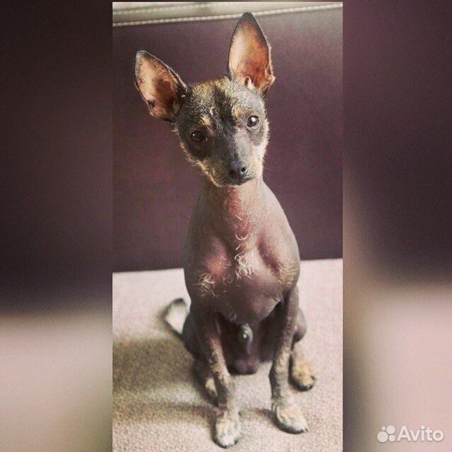 Кабель Ксоло для вязки. Мексиканская голая собака