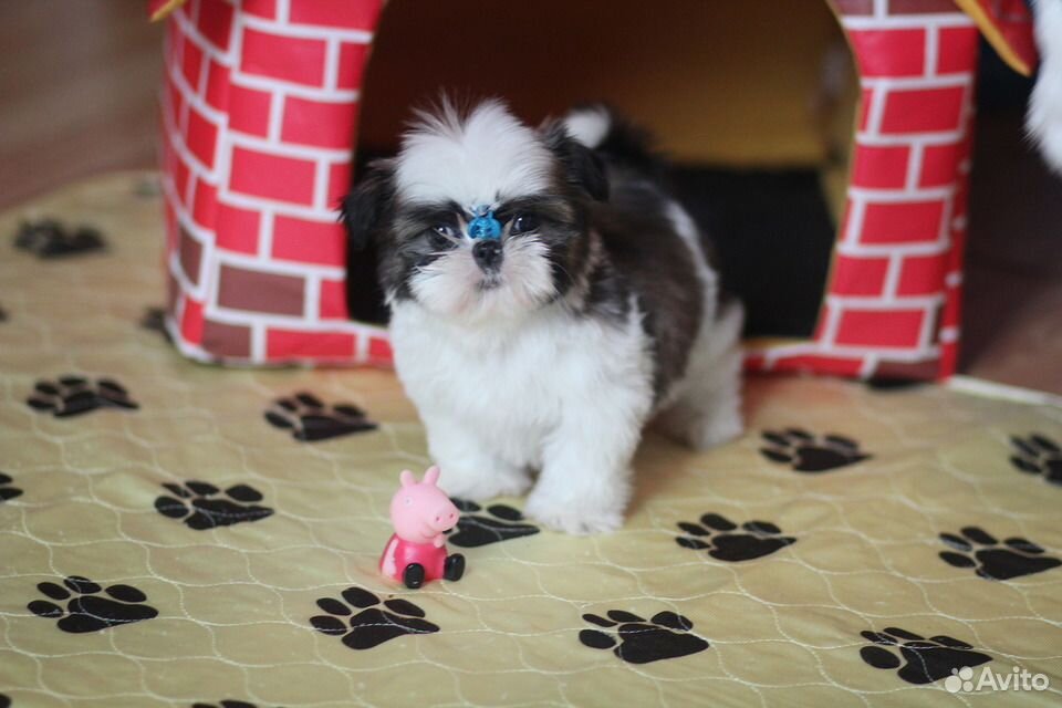 Самые красивые миники ши-тцу +видео