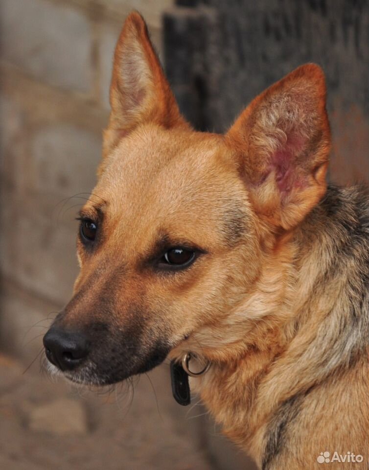 Ищу хозяина