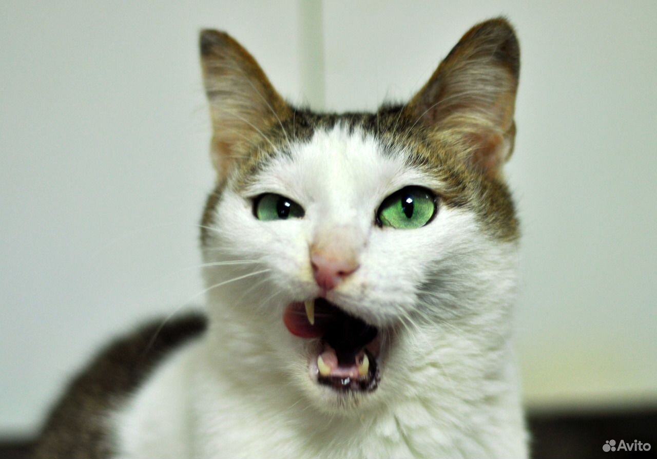 Надюшка - самостоятельная кошка