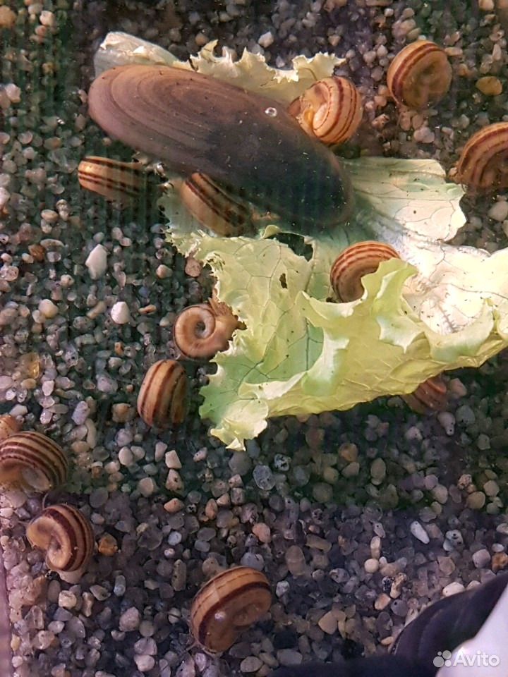 Улитка Мариза