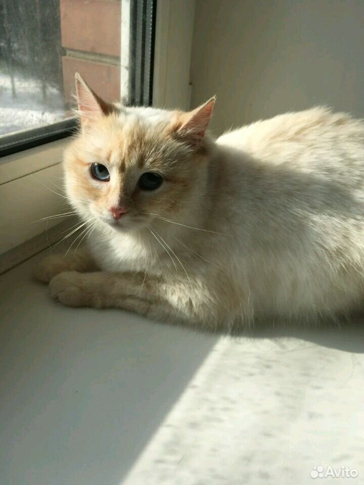 Белая, плюшевая, молодая кошка в хорошие руки