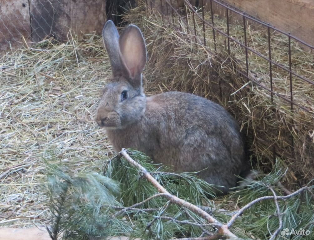 Самки, крольчата