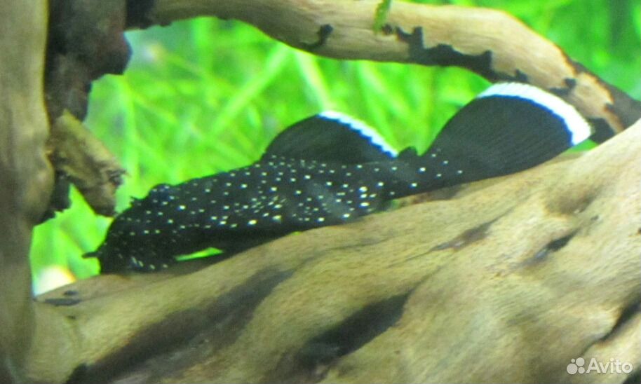 Сомики анциструс звездчатый L181