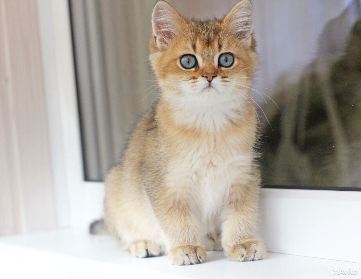 Невероятно красивый британский кот