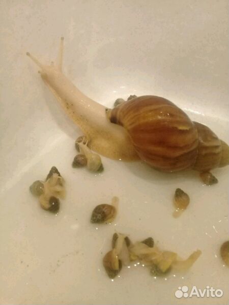 Улитки Ахатины