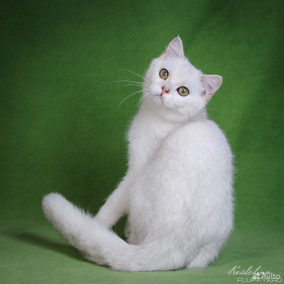 Перспективный британец