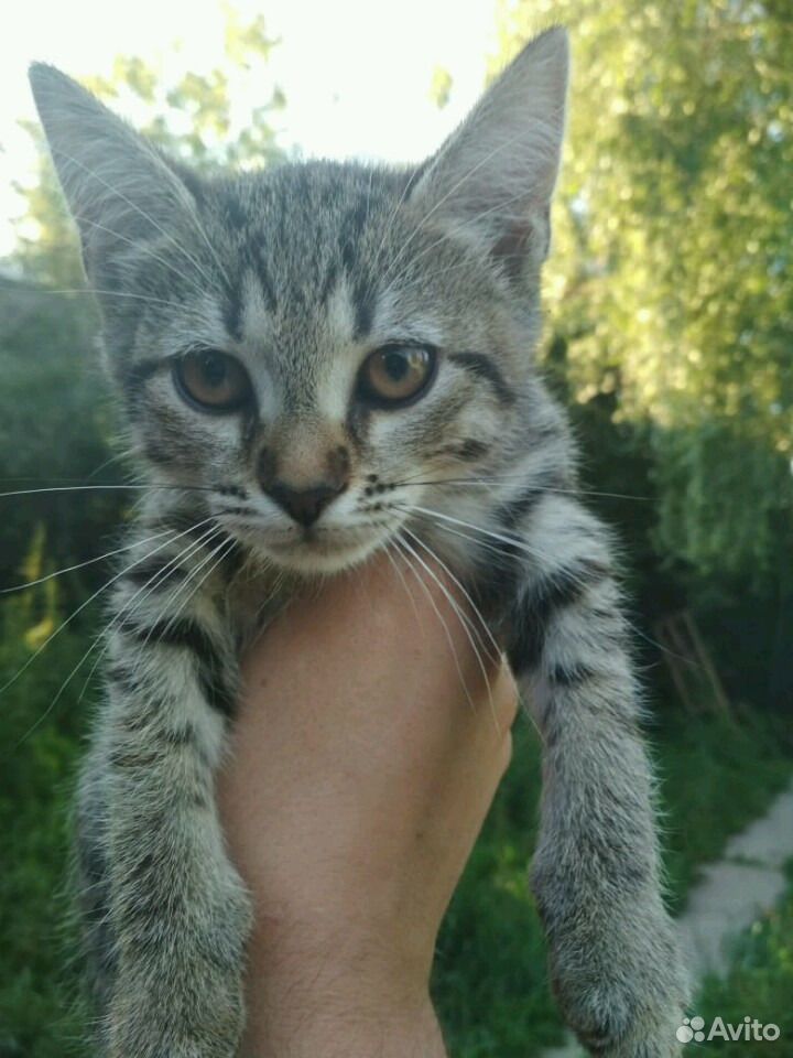 Ласковый,умный,красивый котик(котёнок) в дар