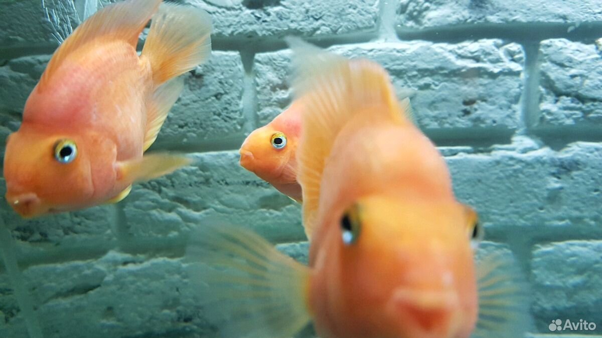 Рыбки Попугай красный, пчелка