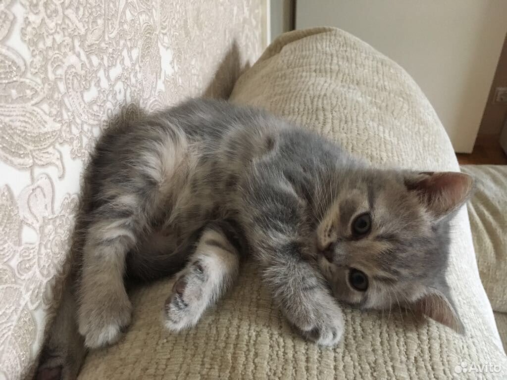 Шотландский котенок