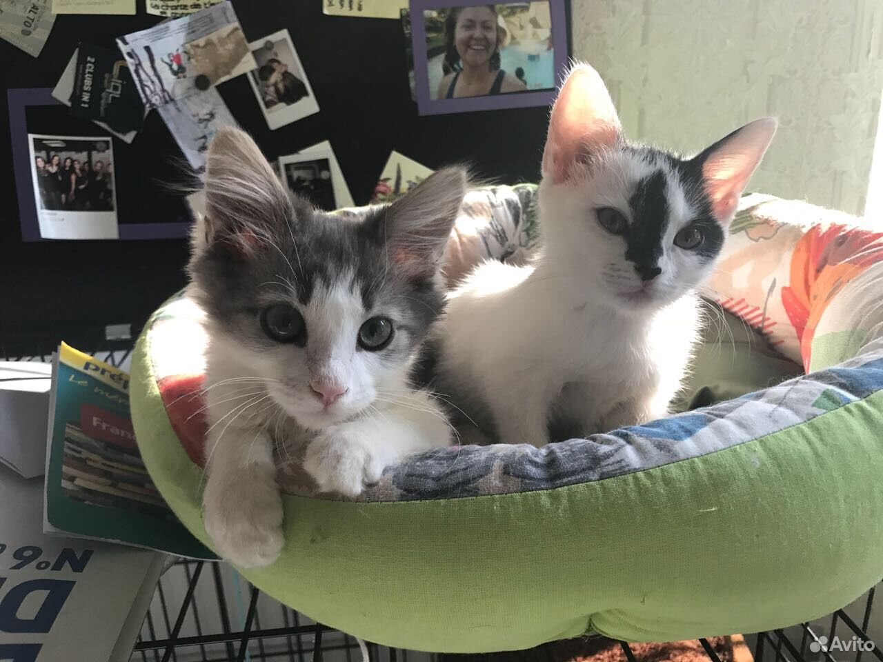 Котята нереальной красоты