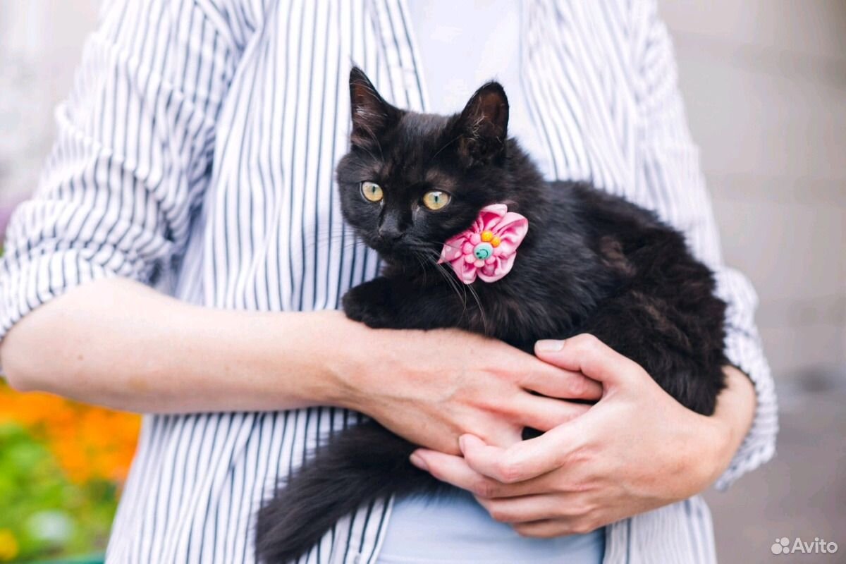 Котёнок приученный с ветпаспортом 4мес в дар девоч