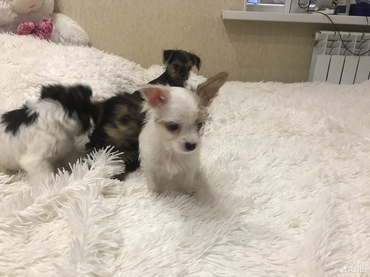 Щенки помесь йорк и чихуахуа