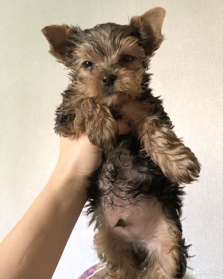 Йоркширский терьер