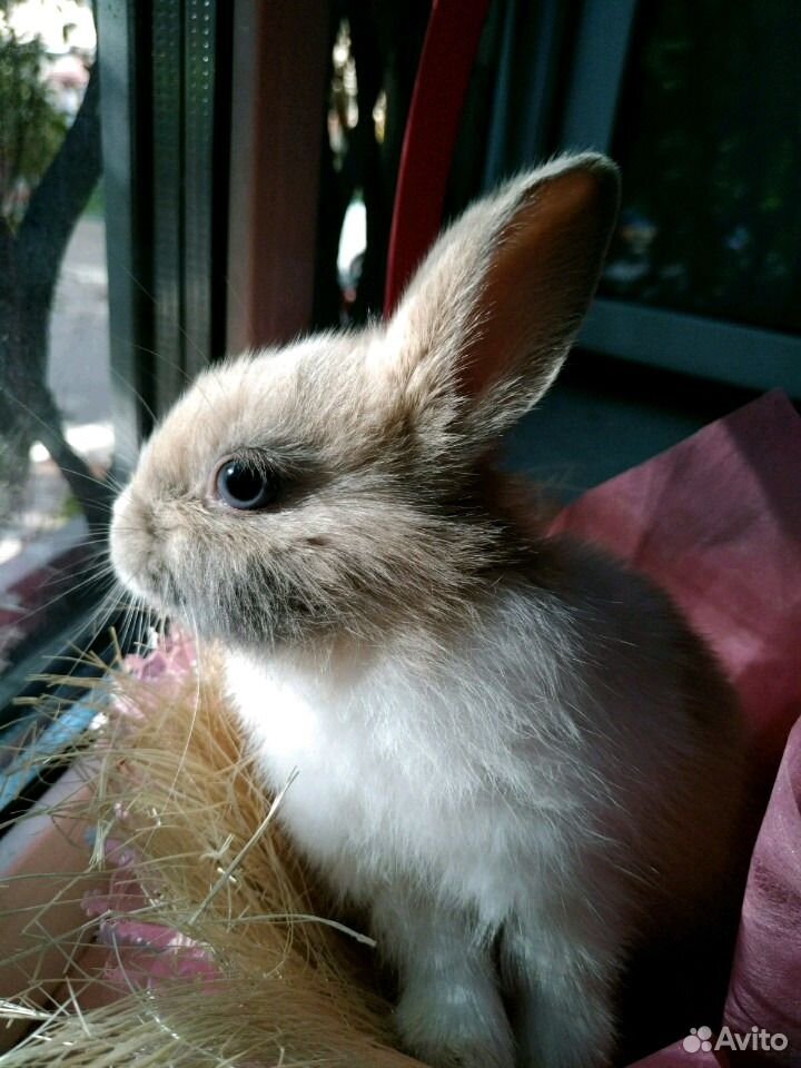 Голубоглащая красотка ищет дом