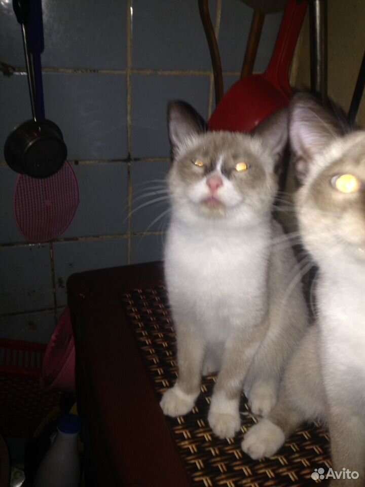 Котята по 7-8 мес персидский