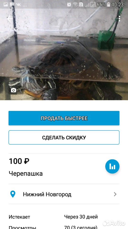 Черепашка краснаухая