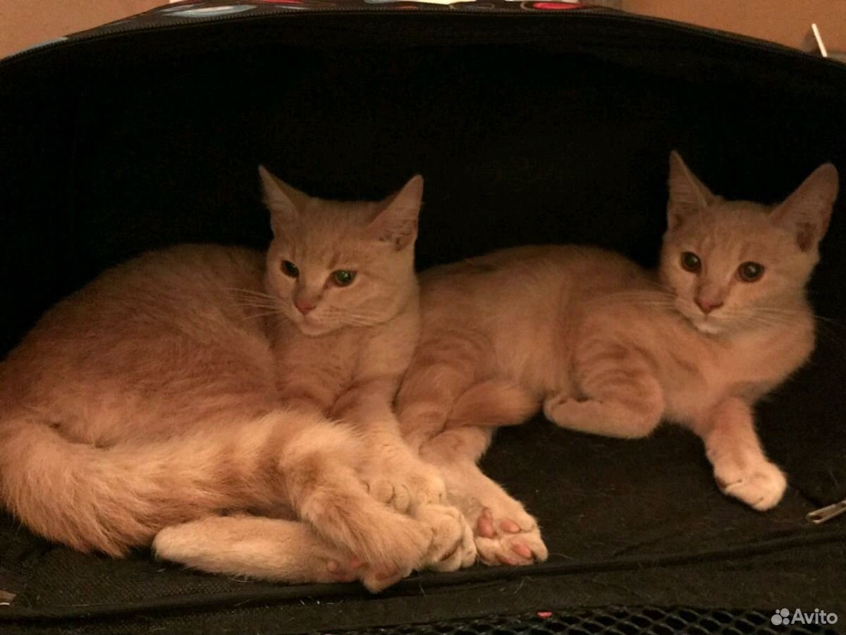 Марсик и Арчибальд ищут дом