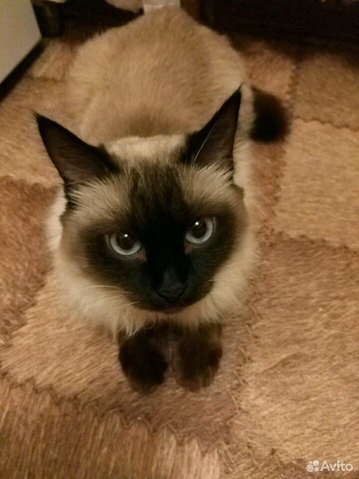 Нужен кот для вязки