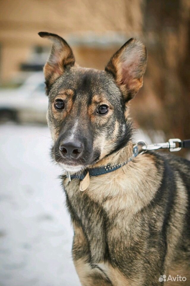 Майлик в хорошие руки