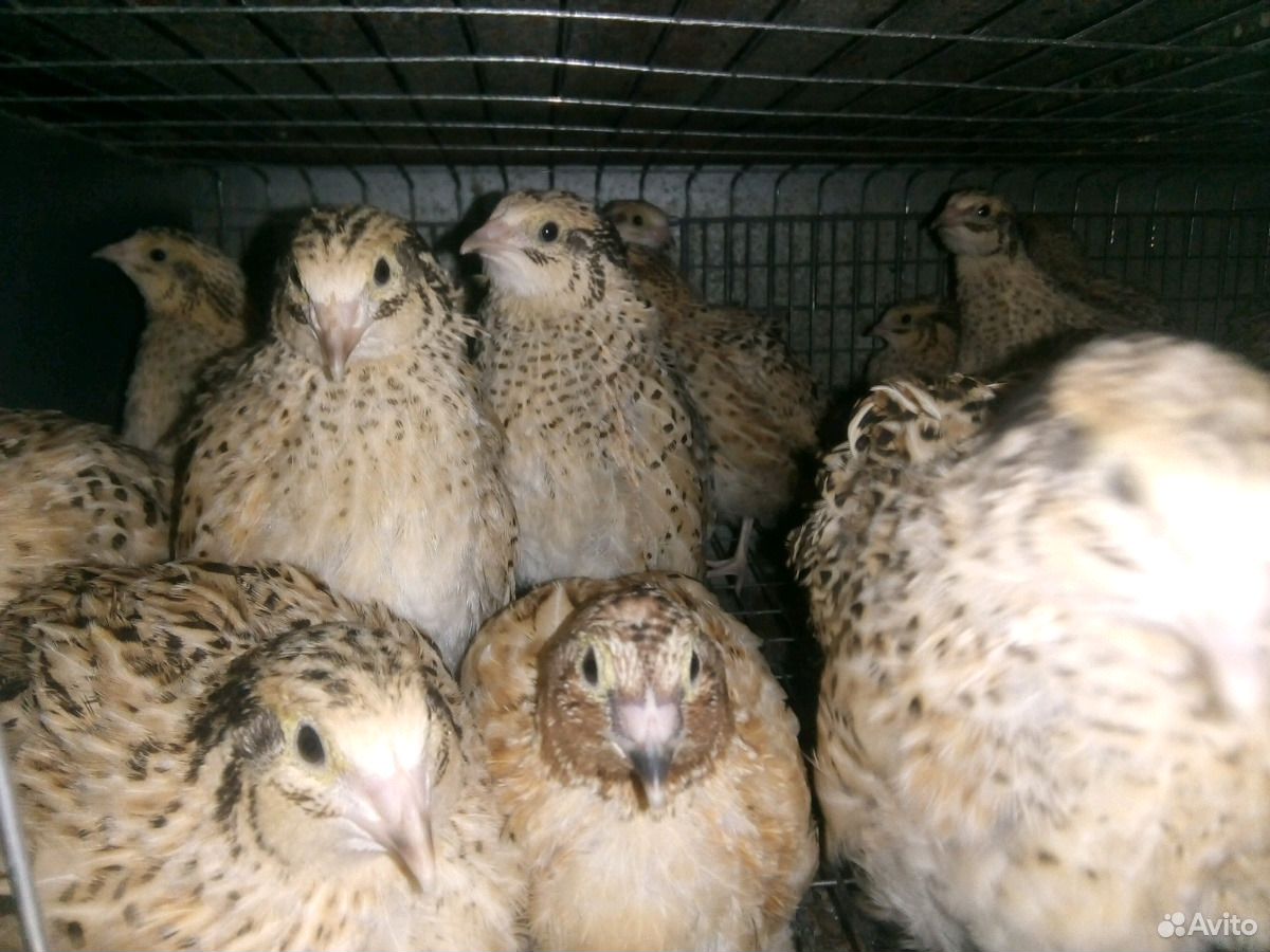 Самцы перепелов