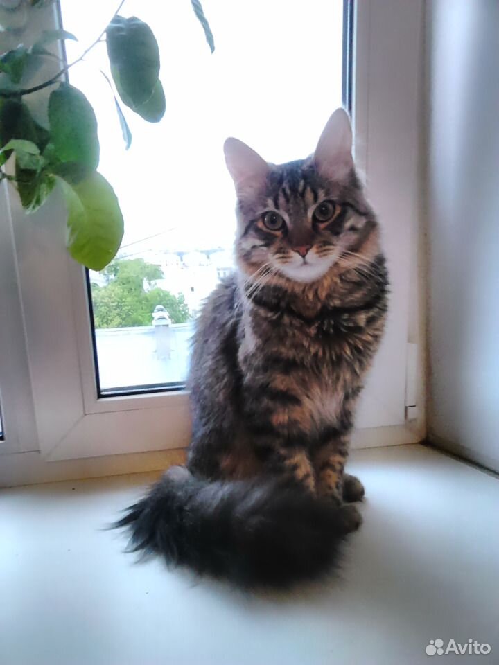 Вязка с сибирским котом