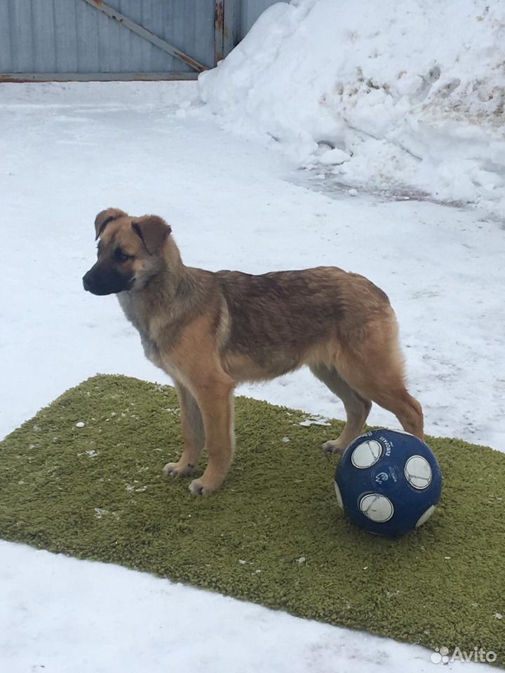 Потомственные дворяне