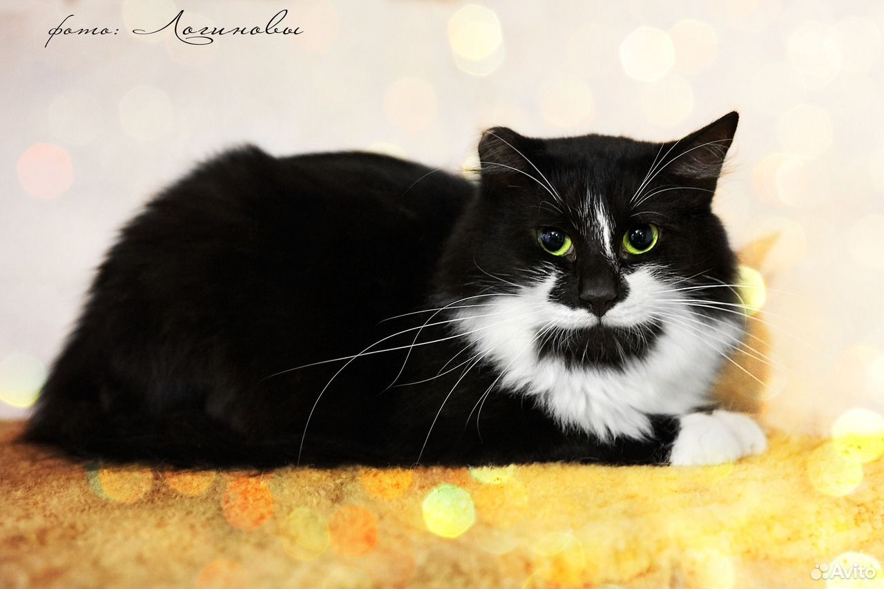 Котик Колобок 4 года