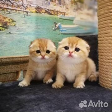 Вислоухие Котятки Серебристых и Золотых Окрасов