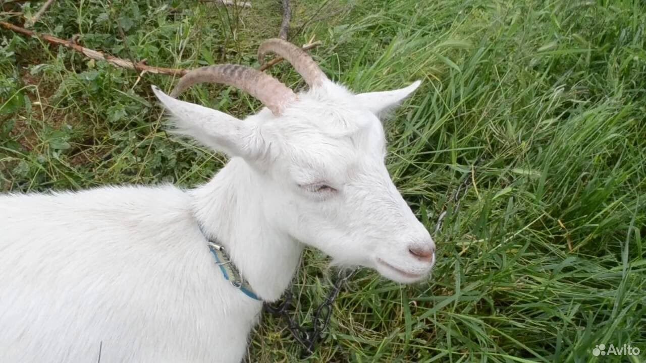 Коза дойная
