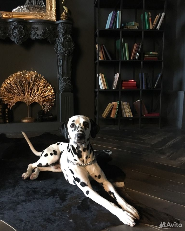 Далматин ищет работу (не продажа )