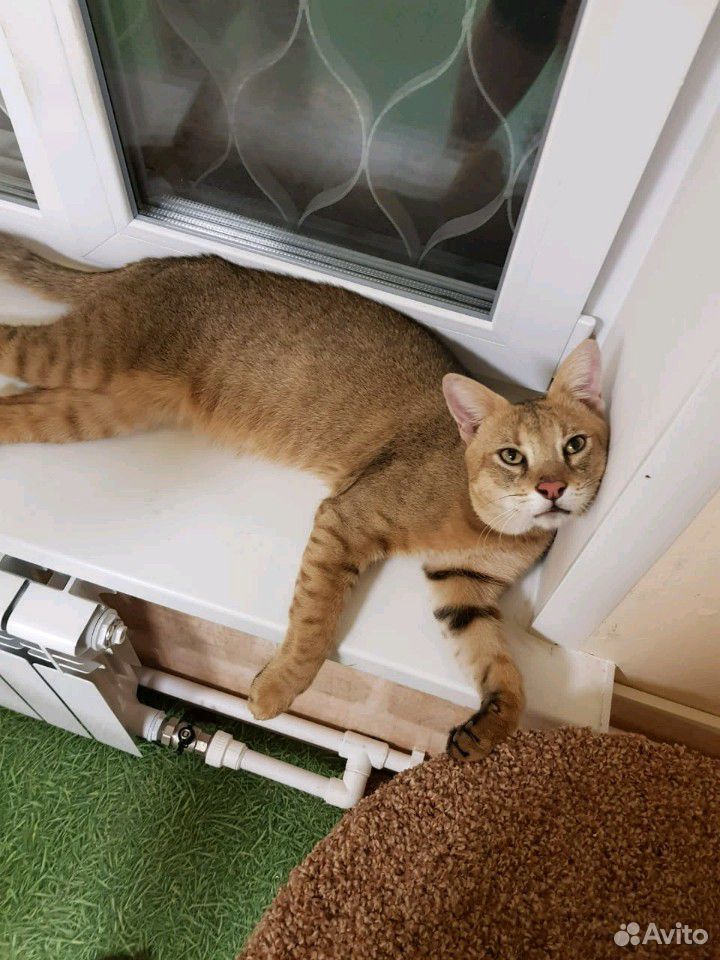 Чаузи большие и добрые