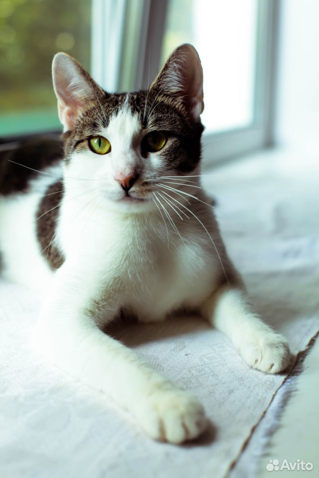 Кошка Белка ищет нового хозяина