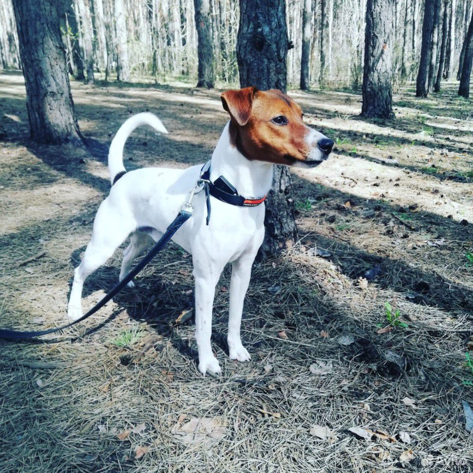 Парсон (джек) рассел терьер Вязка