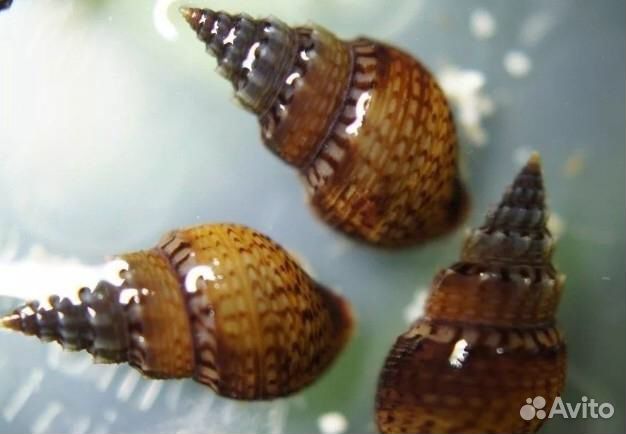 Улитки аквариумные Мелании Помощник