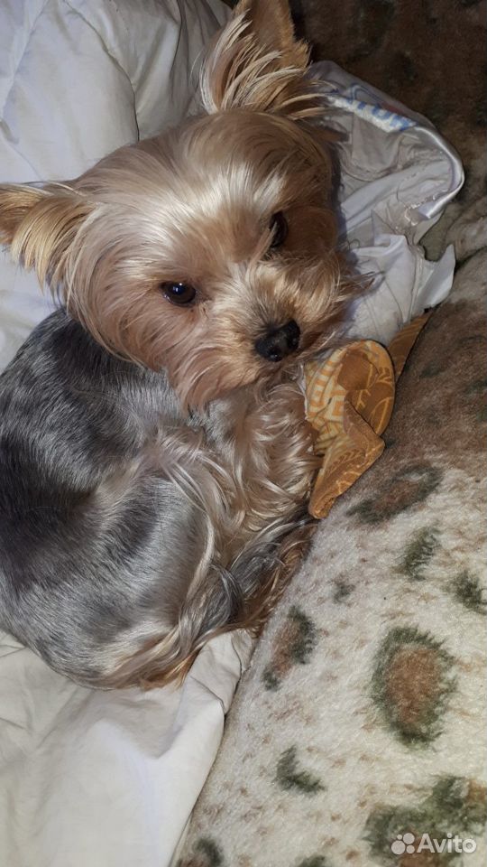 Вязка йорка мальчика