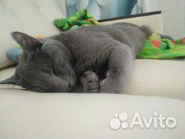 Вязка русского голубого клубного котика