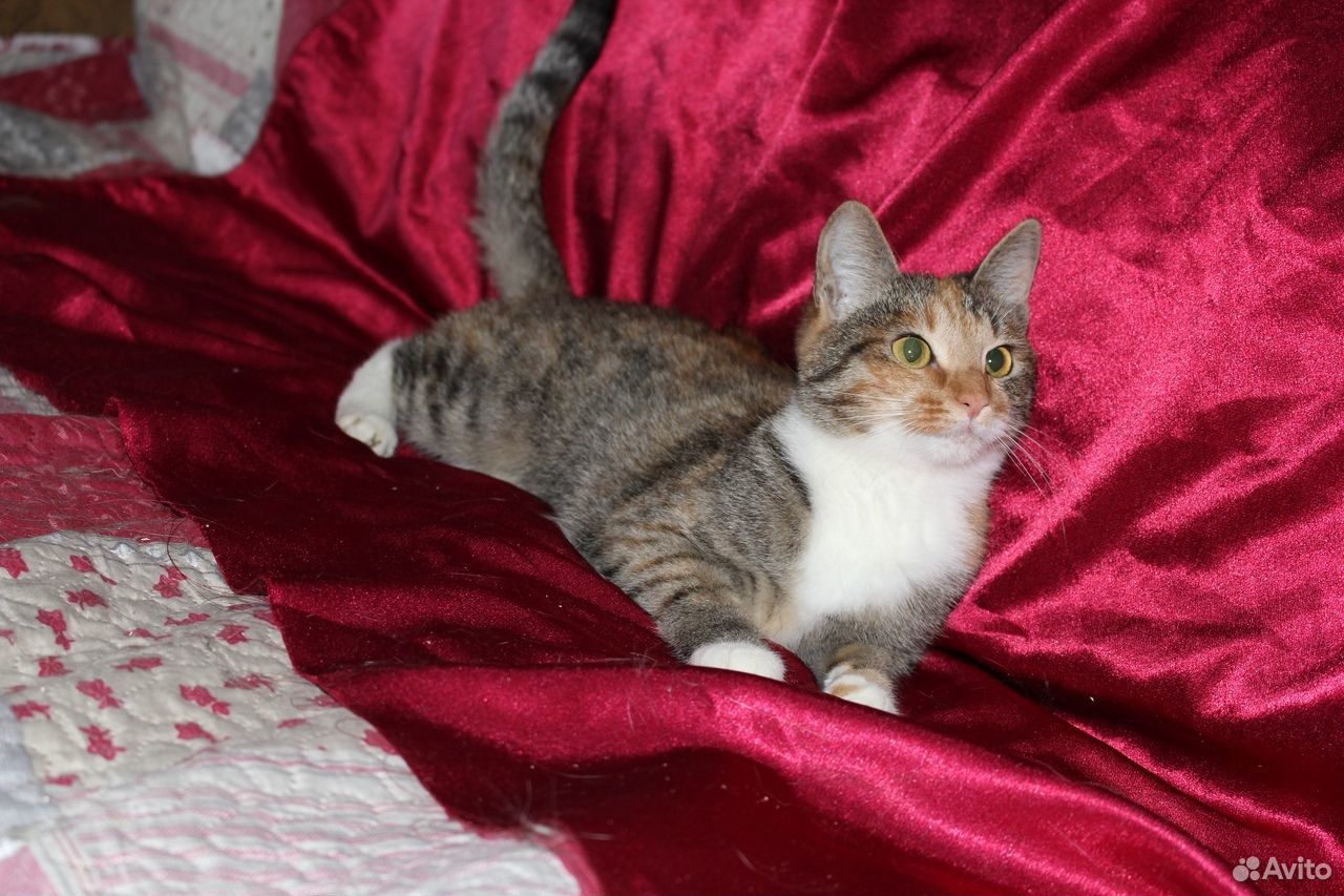 Кошечка Полина