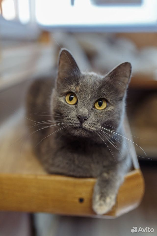 Котеечки из приюта хотят домой