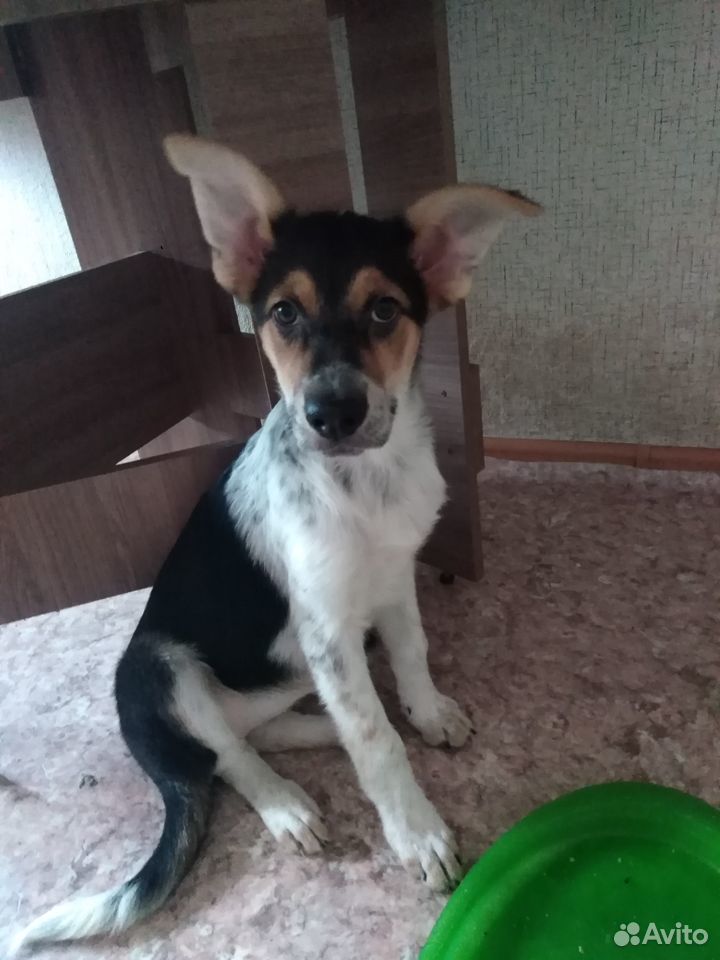 Щенок девочка 9 мес