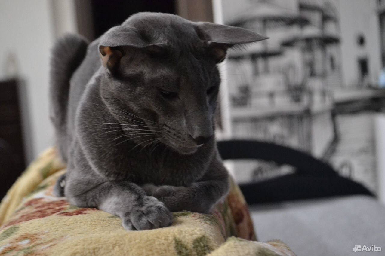 Вязка ориентал