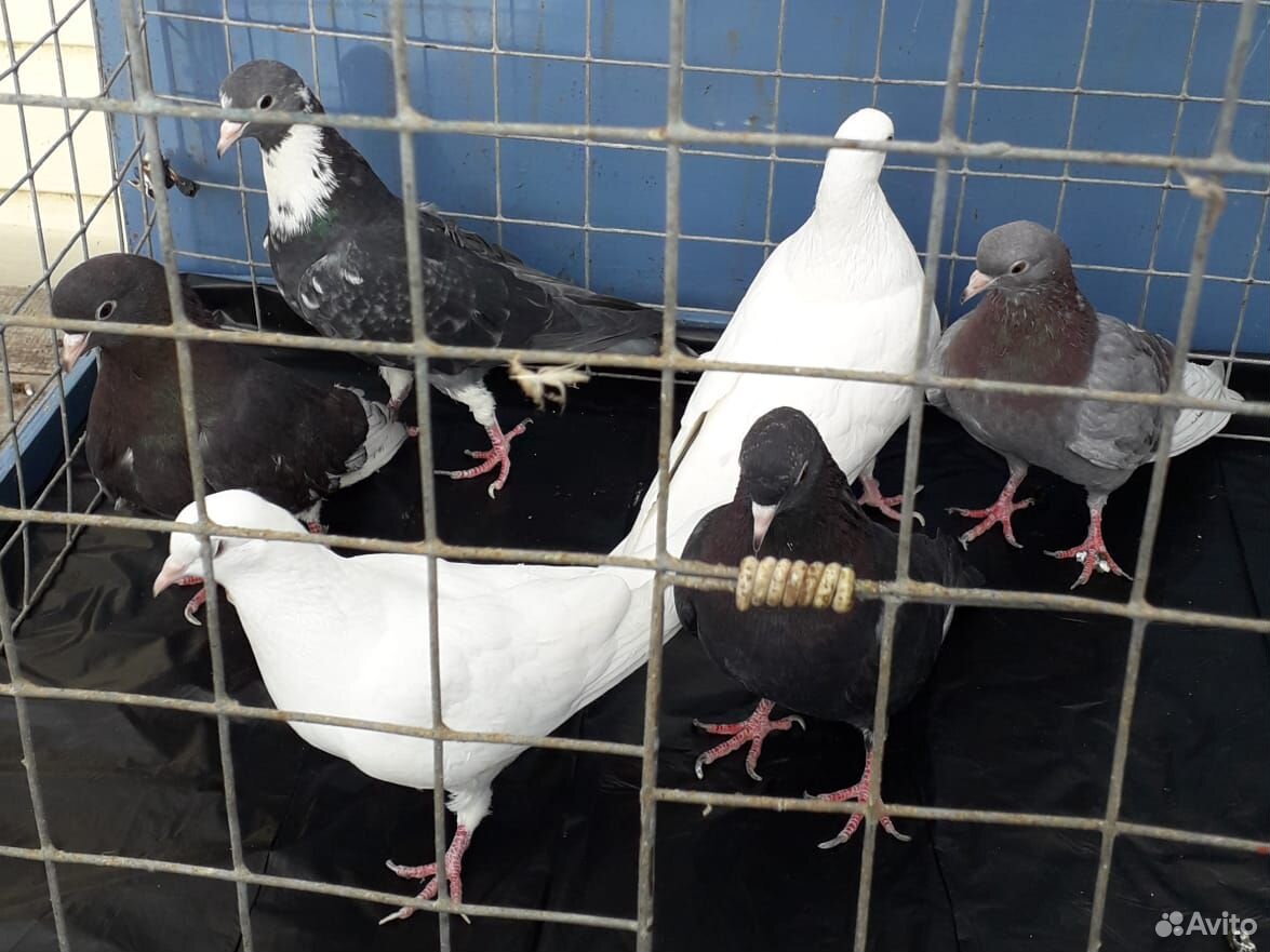 Голуби продажа в Москве (поющие)