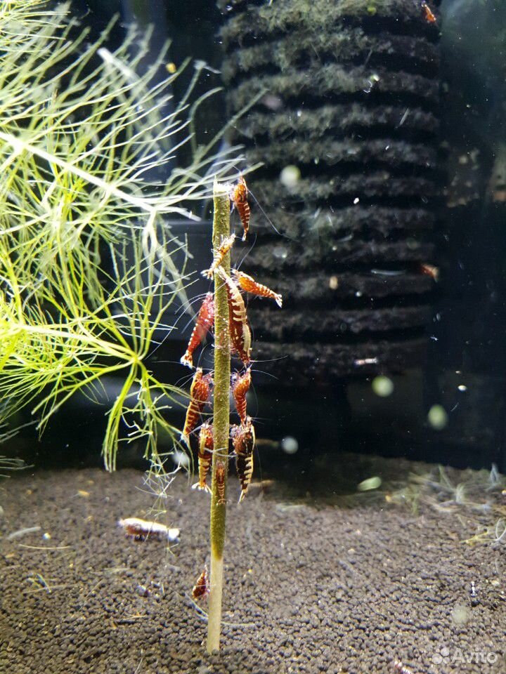 Galaxy Fishbone