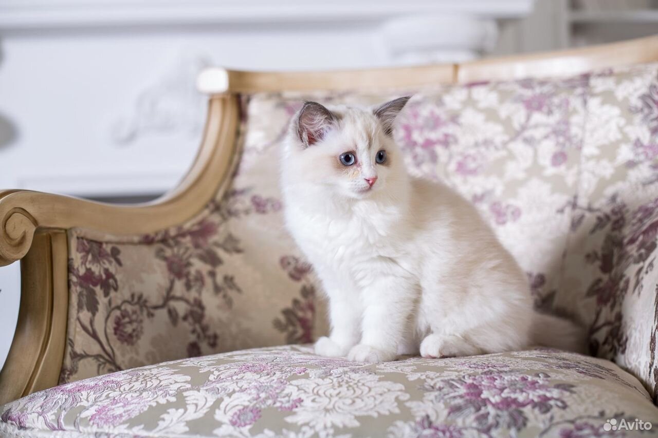 Кошечка Ragdoll